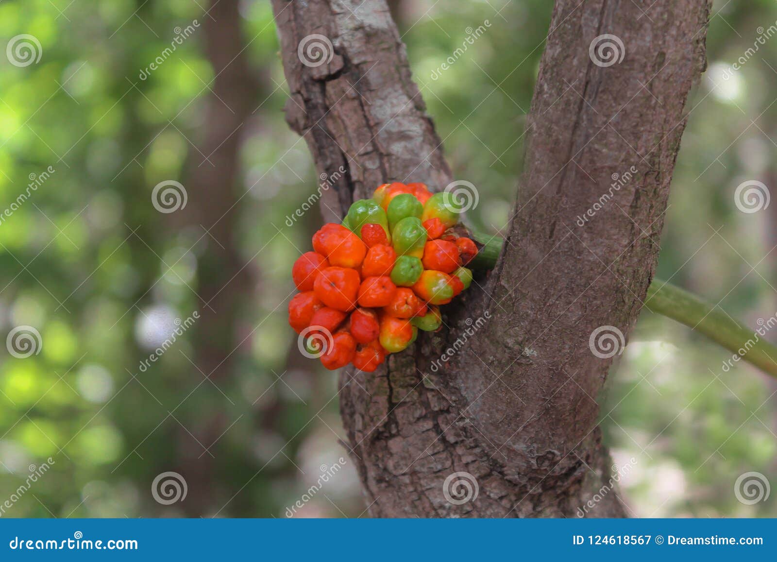 A sprig of berries stock image. Image of lying, green - 124618567