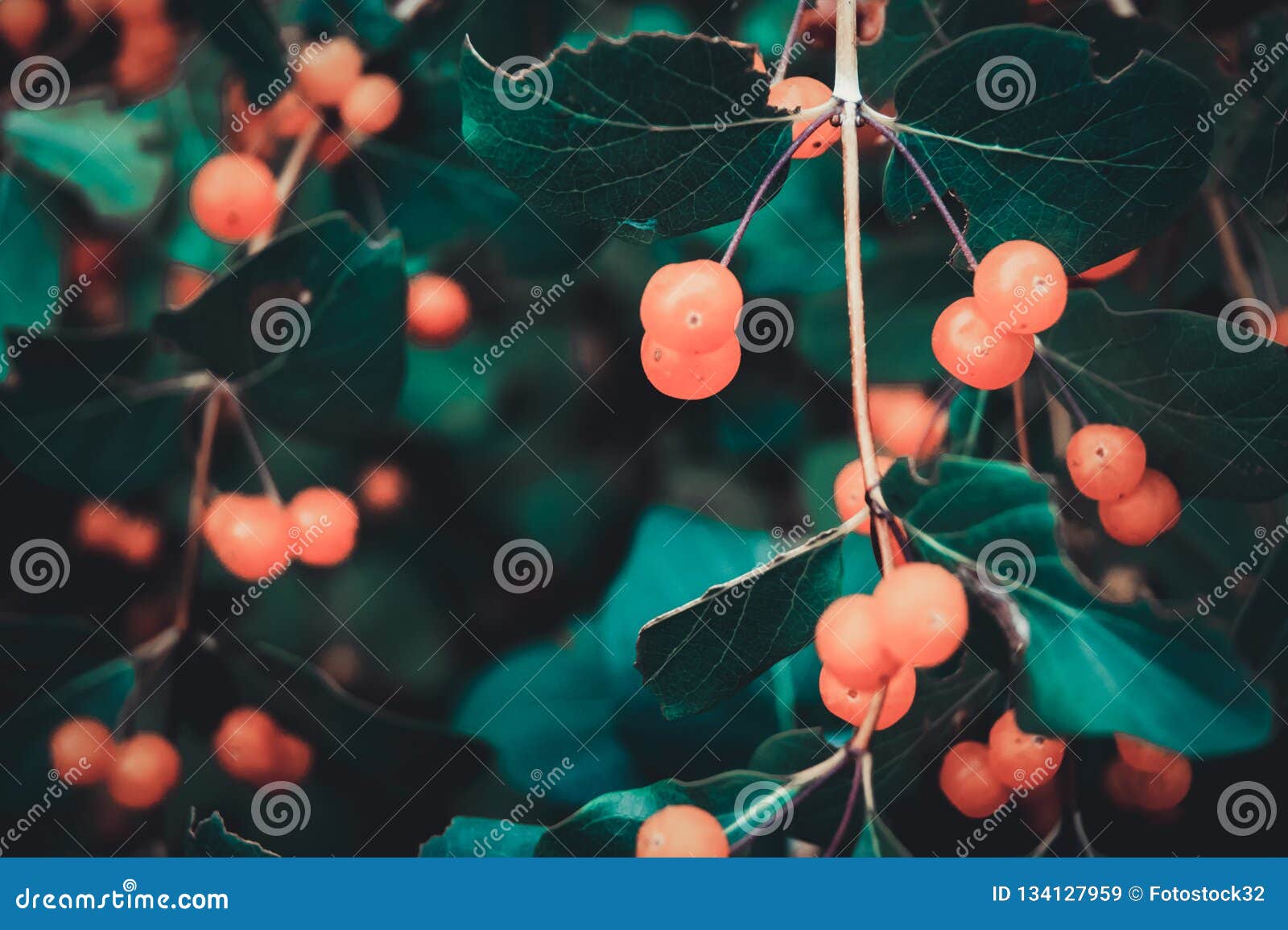 Sprig with Berries in Vintage Style Stock Image - Image of fruit, fresh ...