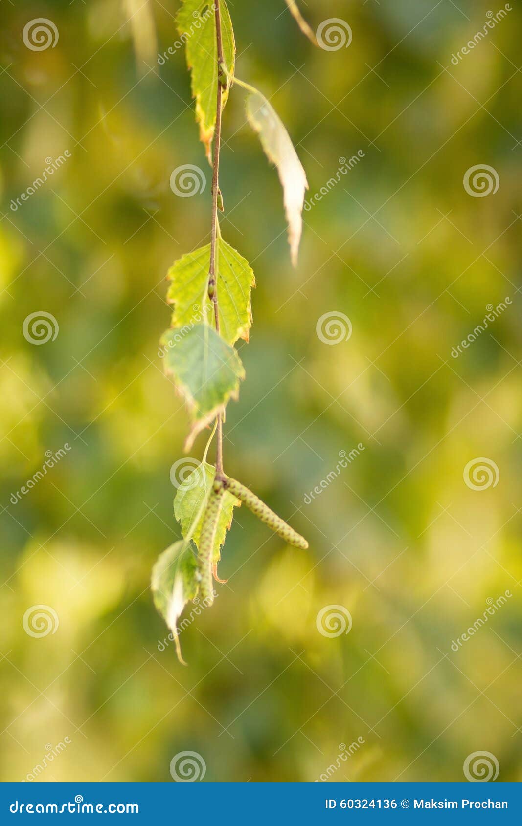 A Sprig of Birch with Green Leaves Stock Photo - Image of twig, birch ...