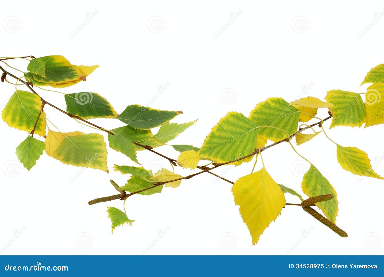 Sprig of Birch Trees with Autumn Leaves Stock Image - Image of birch ...
