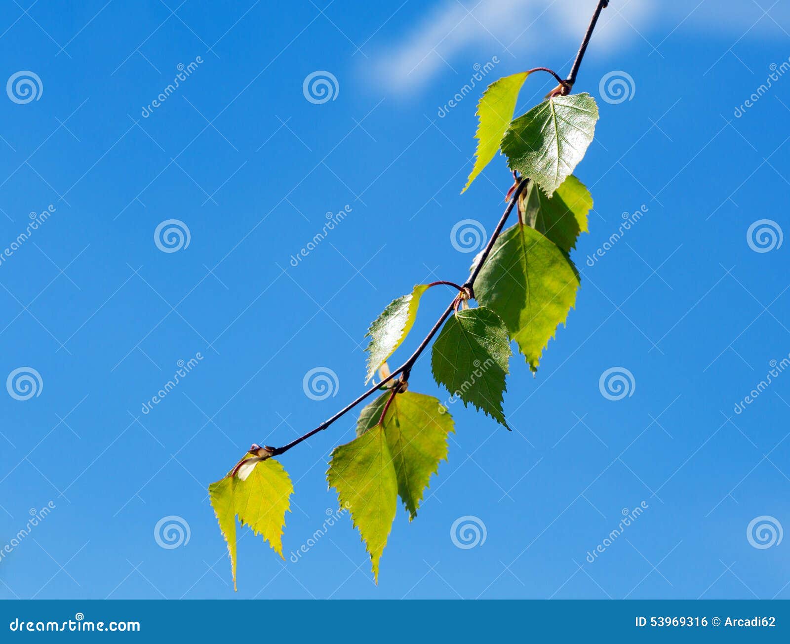 A sprig of birch stock photo. Image of natural, environment - 53969316