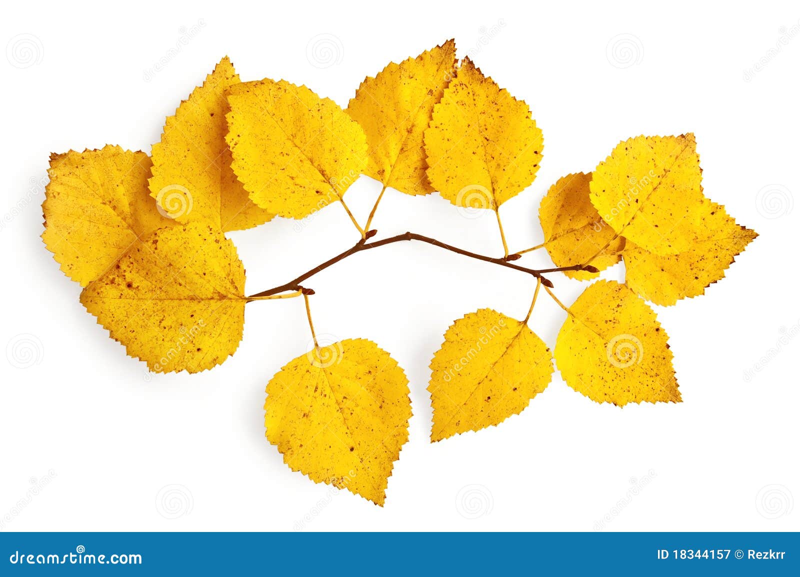 Sprig of Birch with Yellow Leaves Stock Image - Image of background ...