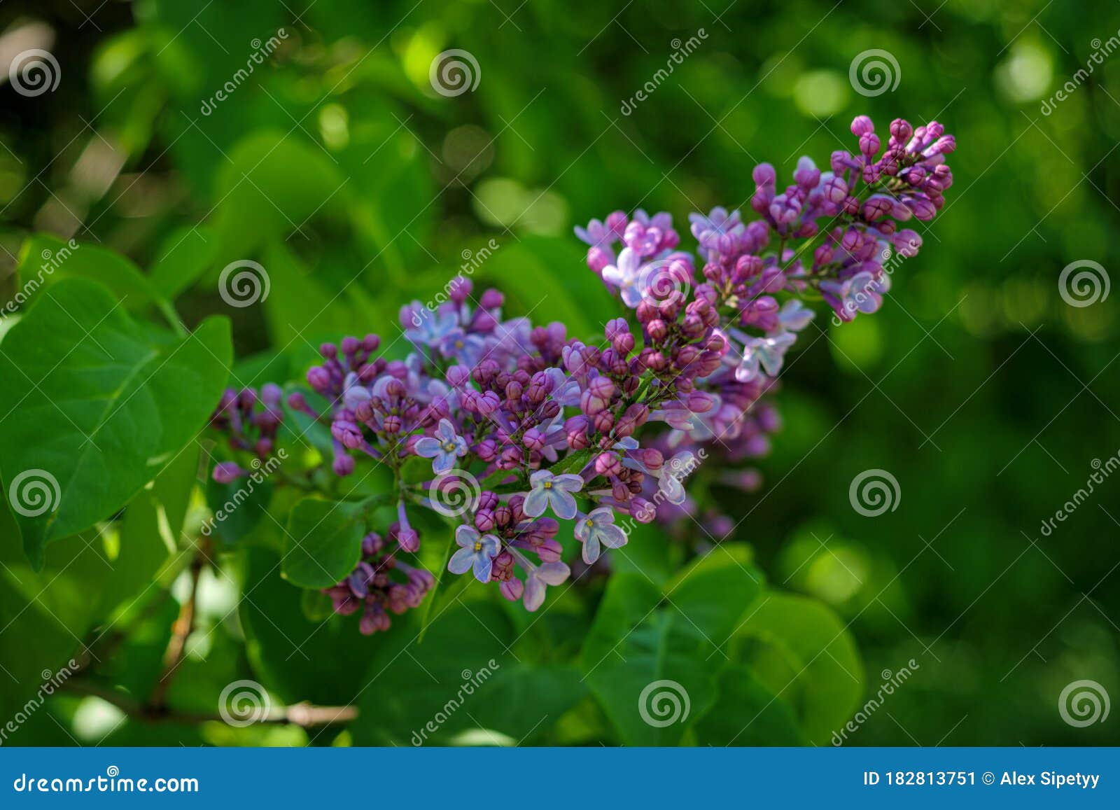 A sprig of blooming lilacs stock image. Image of bouquet - 182813751