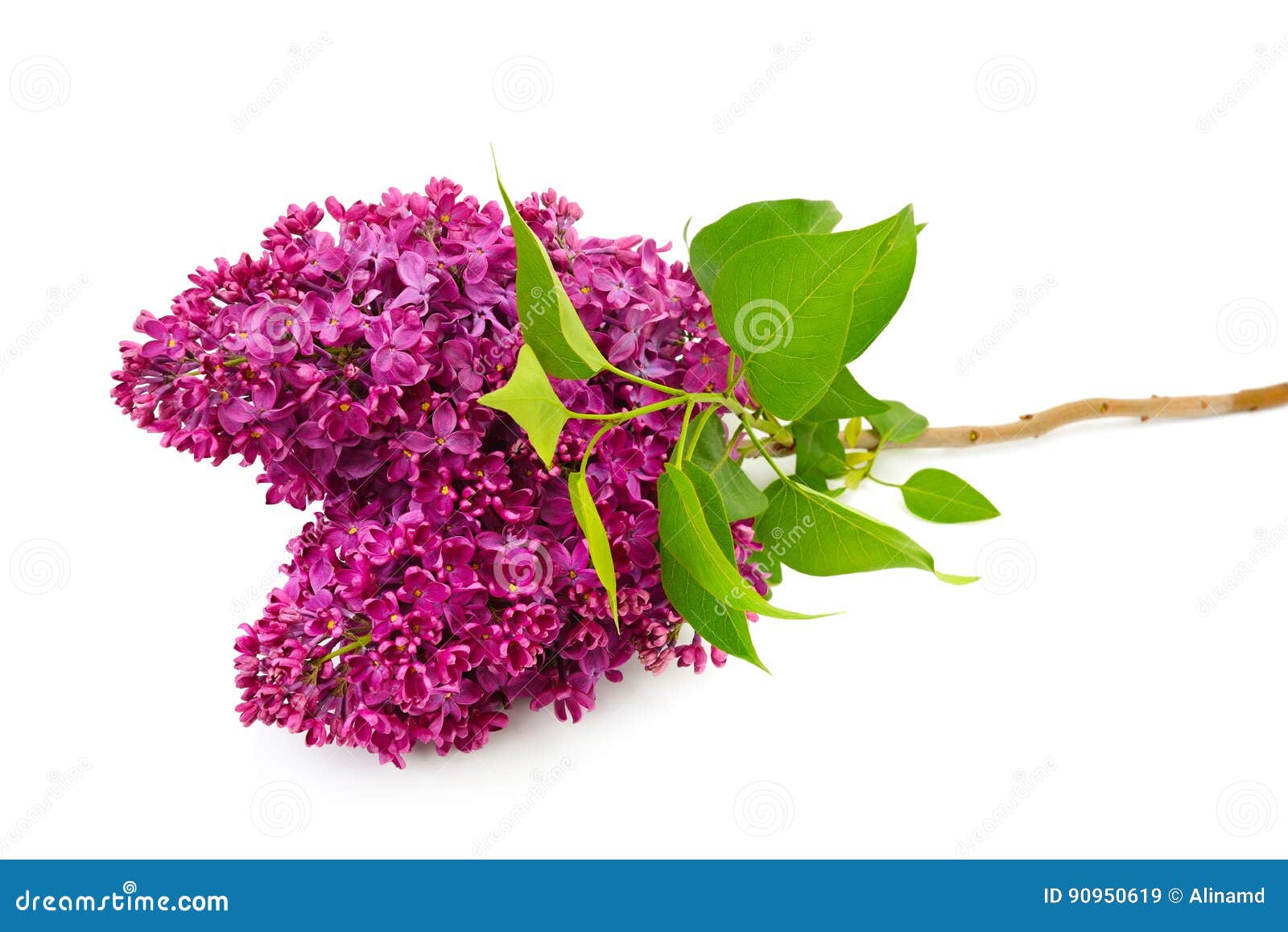 145 Sprig Lilacs Stock Photos - Free & Royalty-Free Stock Photos from ...