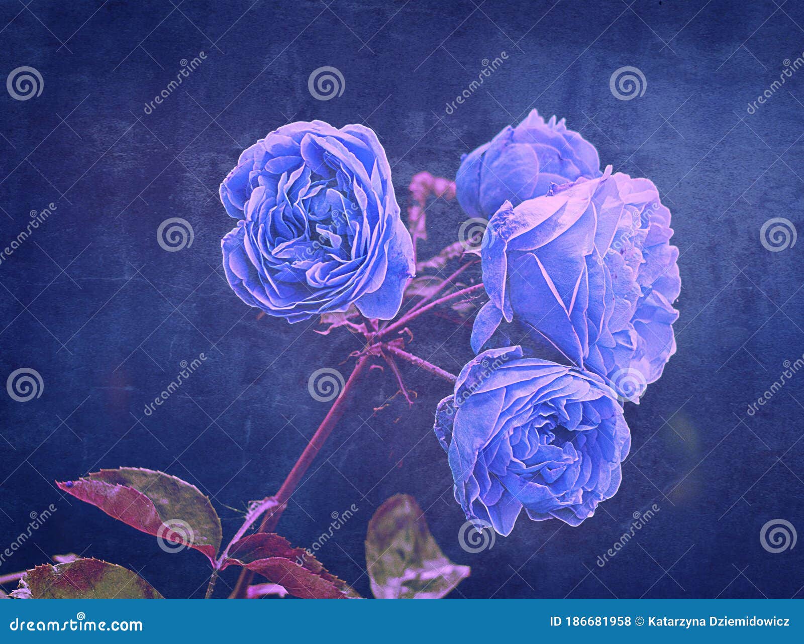 A Sprig of Blue Roses on a Blue Background. Stock Photo - Image of ...