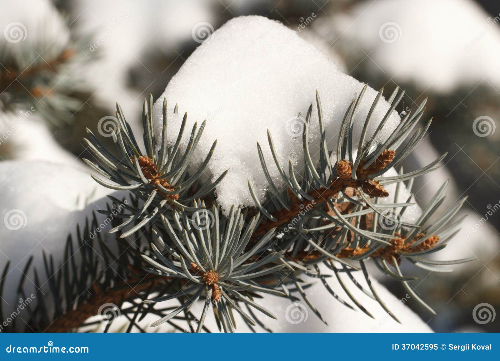 Sprig of Blue Spruce in the Snow Close-up Stock Image - Image of nature ...