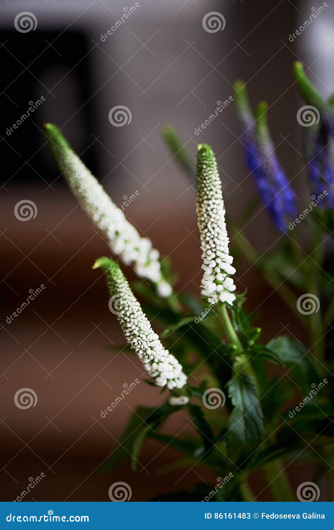 Sprig Blue and White Flower . Close, Stock Image - Image of background ...
