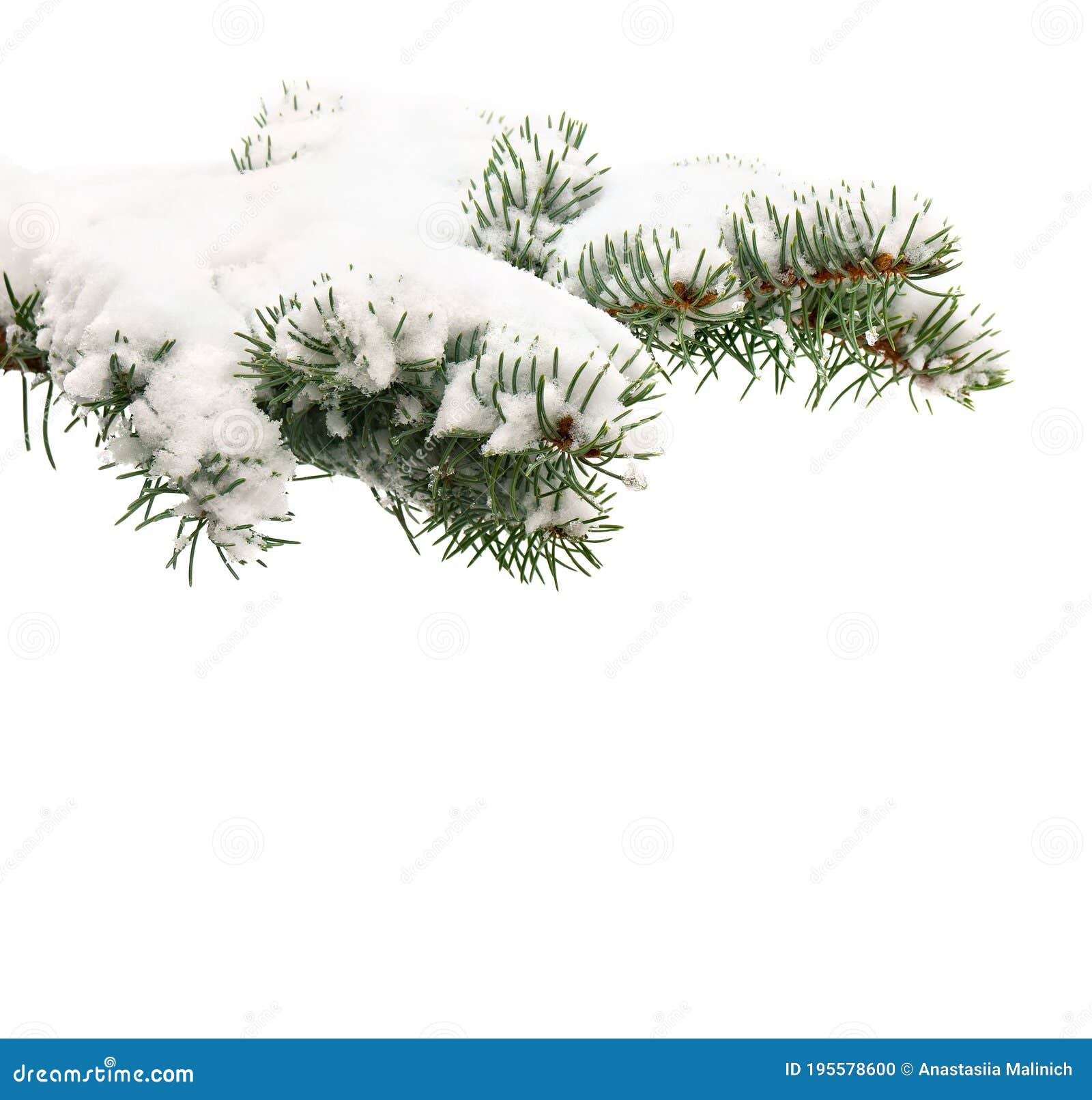 11,784 Christmas Tree Sprig Stock Photos - Free & Royalty-Free Stock ...