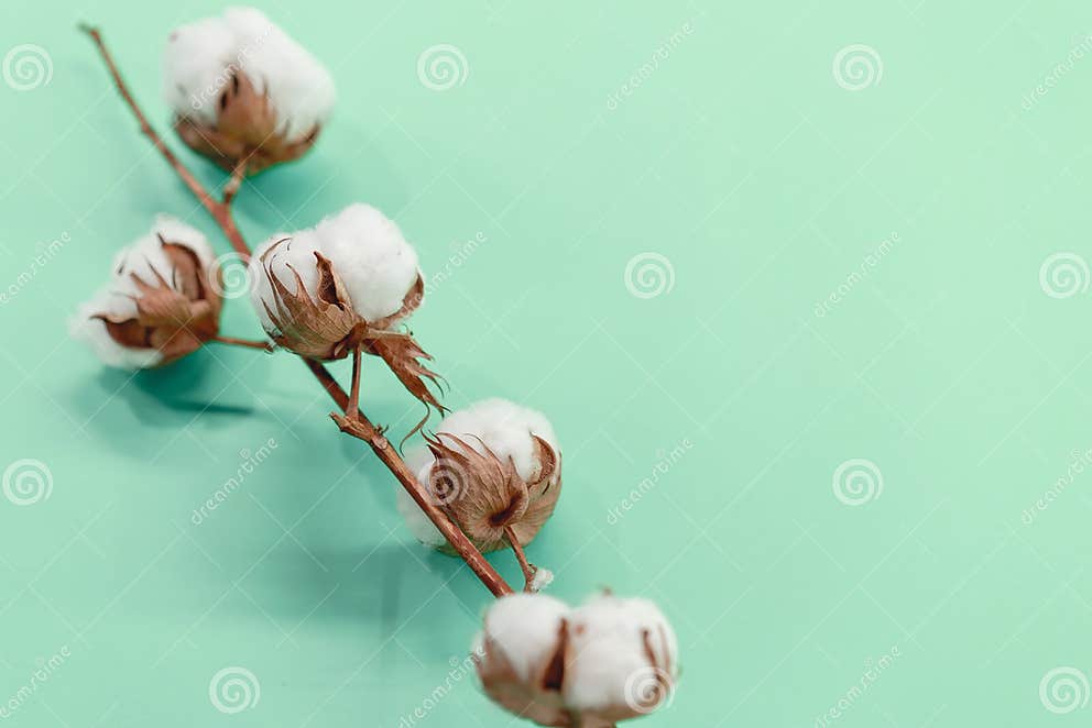 Sprig of Cotton on a Mint Background Stock Photo - Image of detail ...