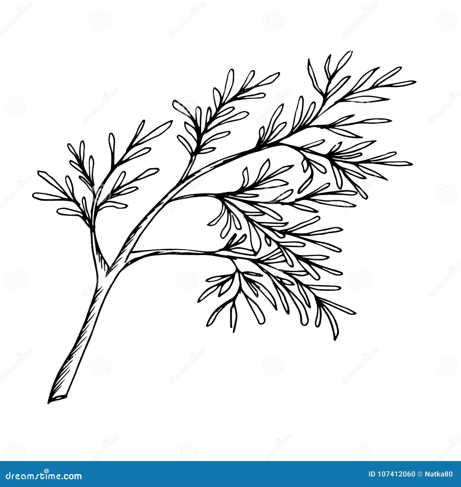 A Sprig of Dill the Drawn Contour Stock Vector - Illustration of food ...