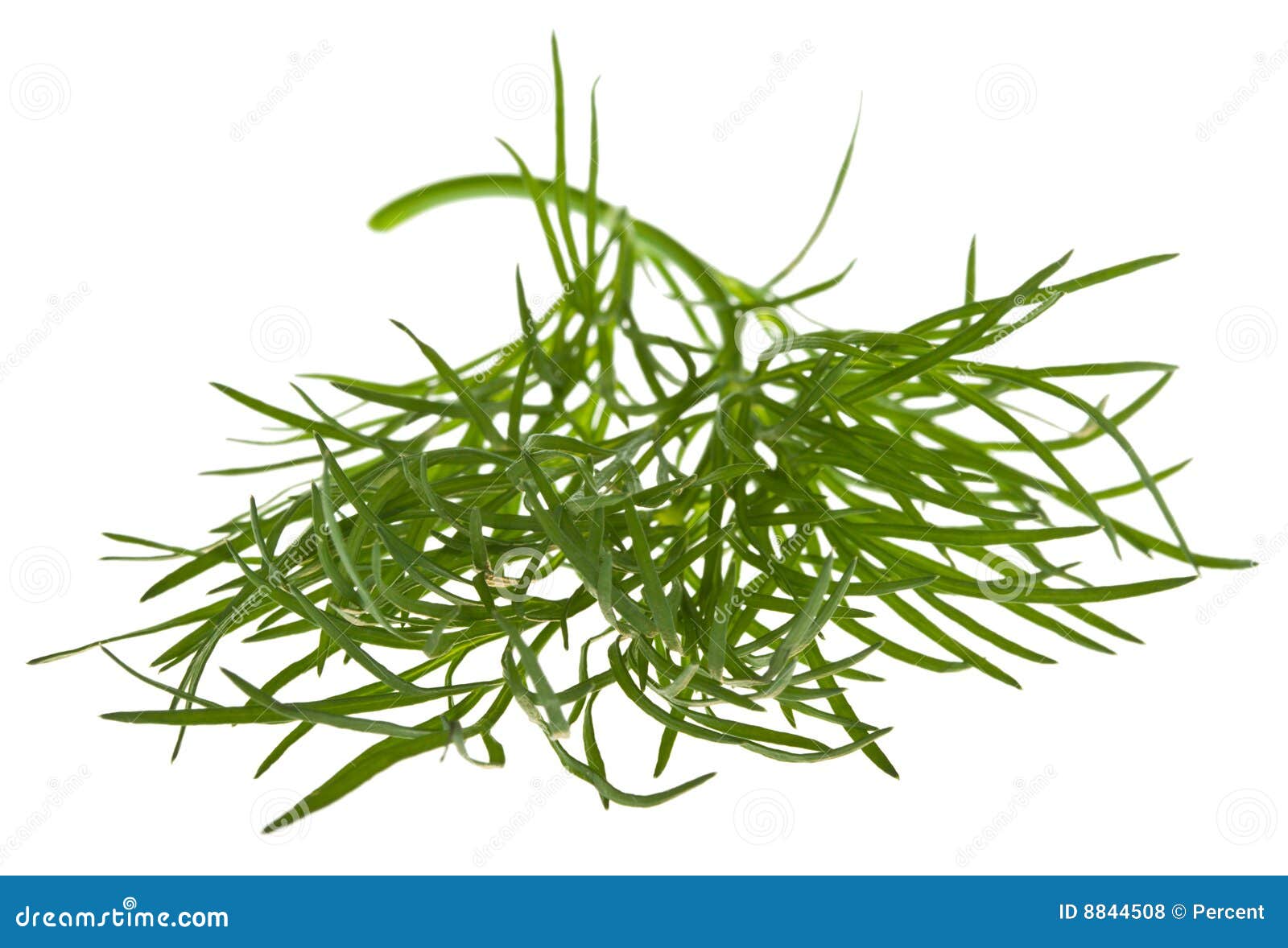 Sprig of dill isolated stock photo. Image of herbal, food - 8844508