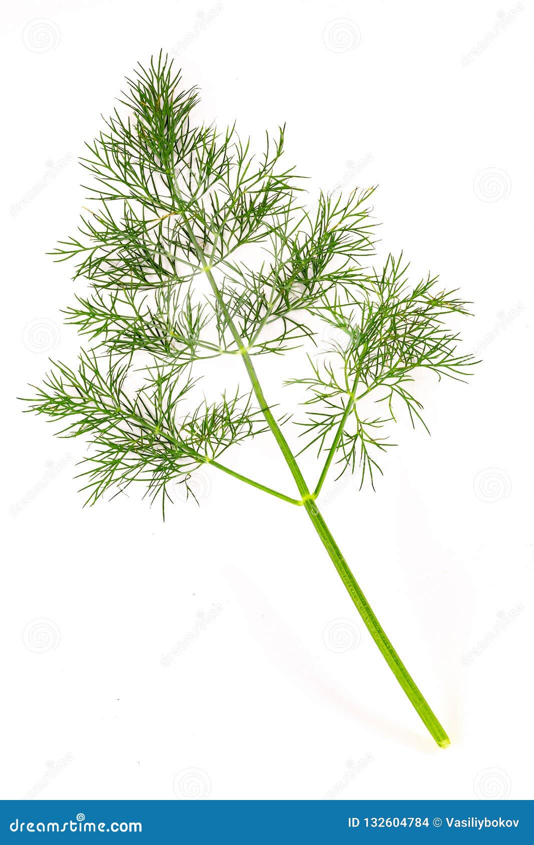 Sprig of dill large stock photo. Image of herb, health - 132604784