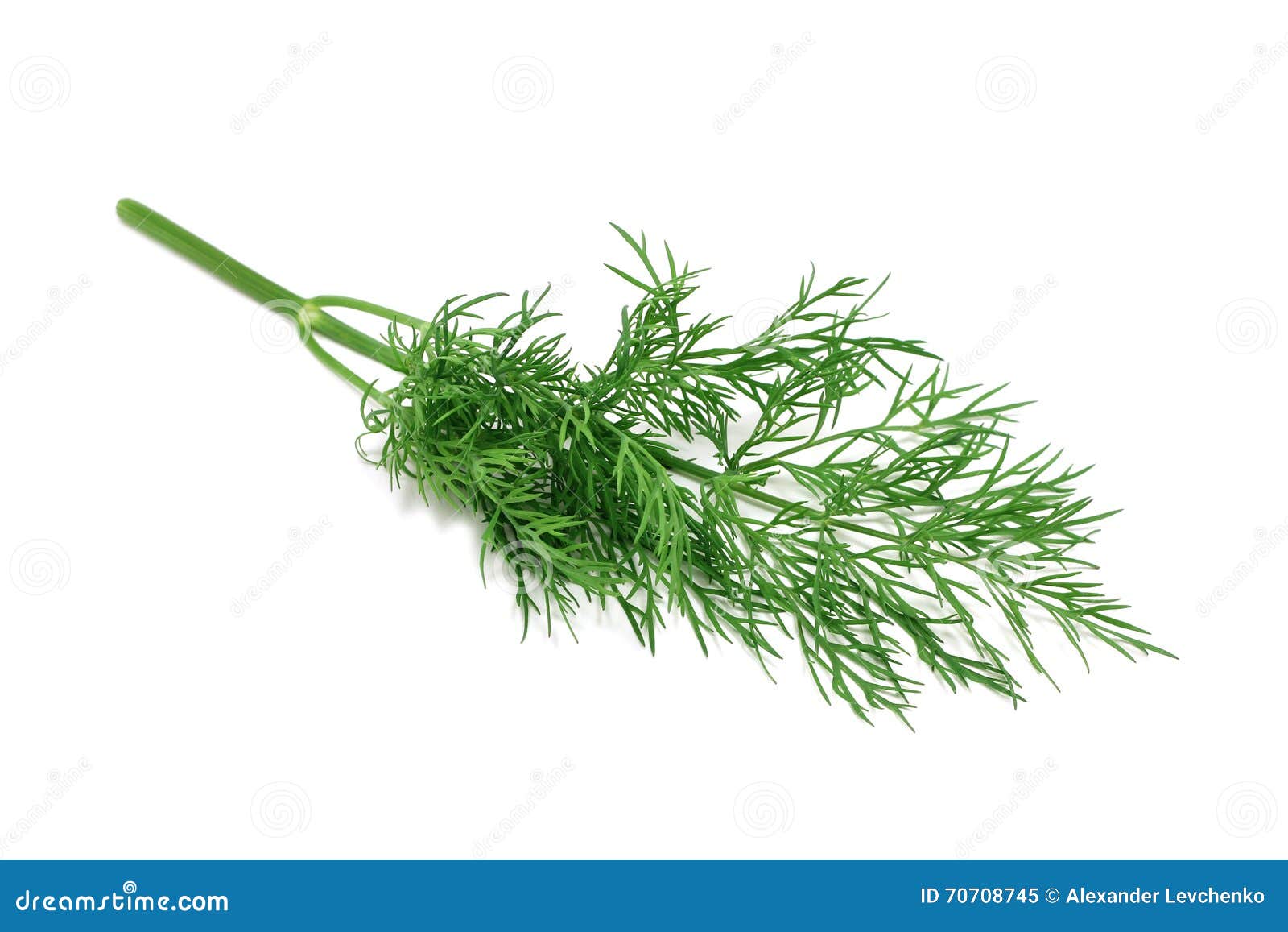 A sprig of dill stock image. Image of food, cook, beam - 70708745