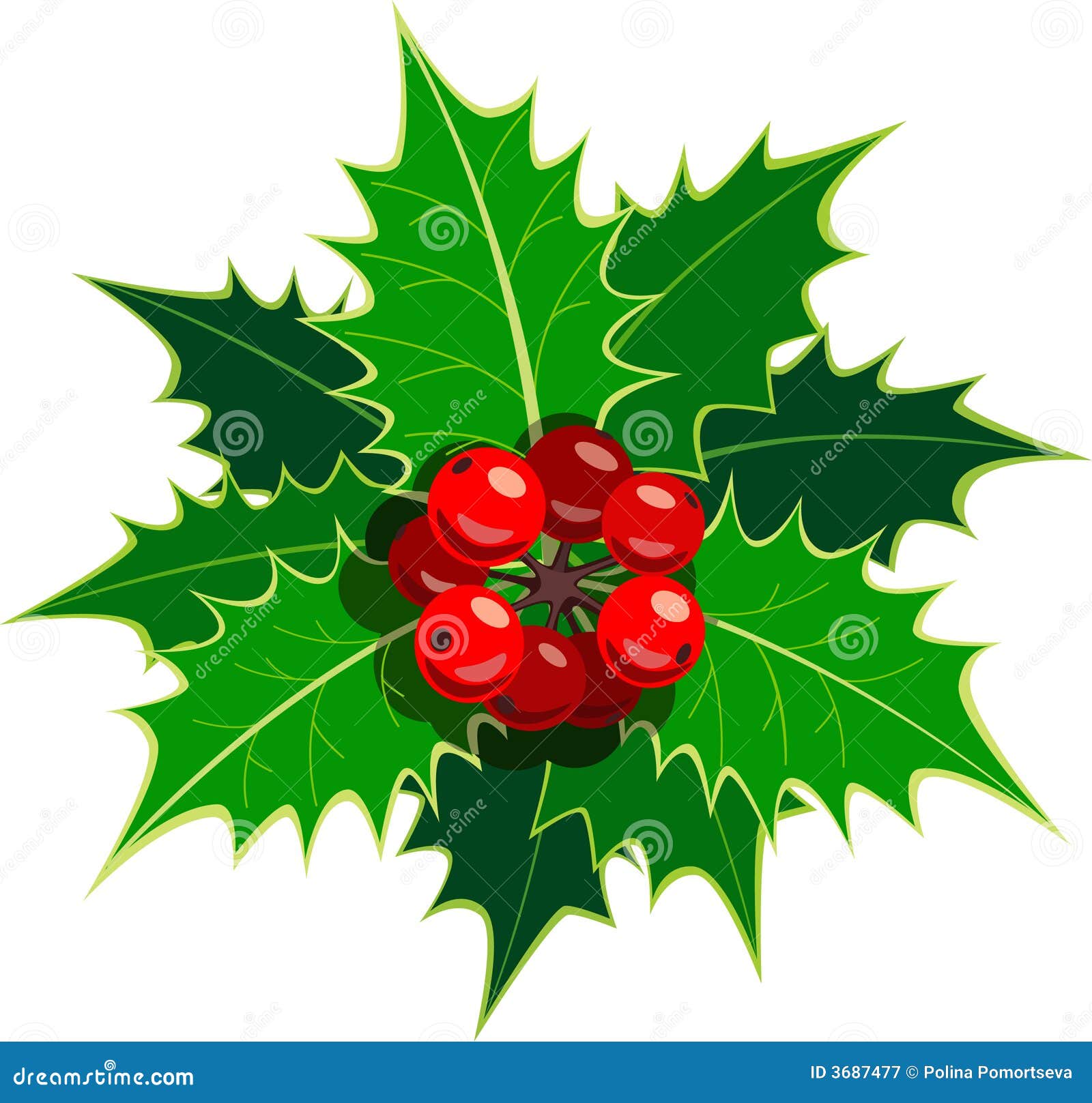 Sprig of European holly stock vector. Illustration of abstract - 3687477