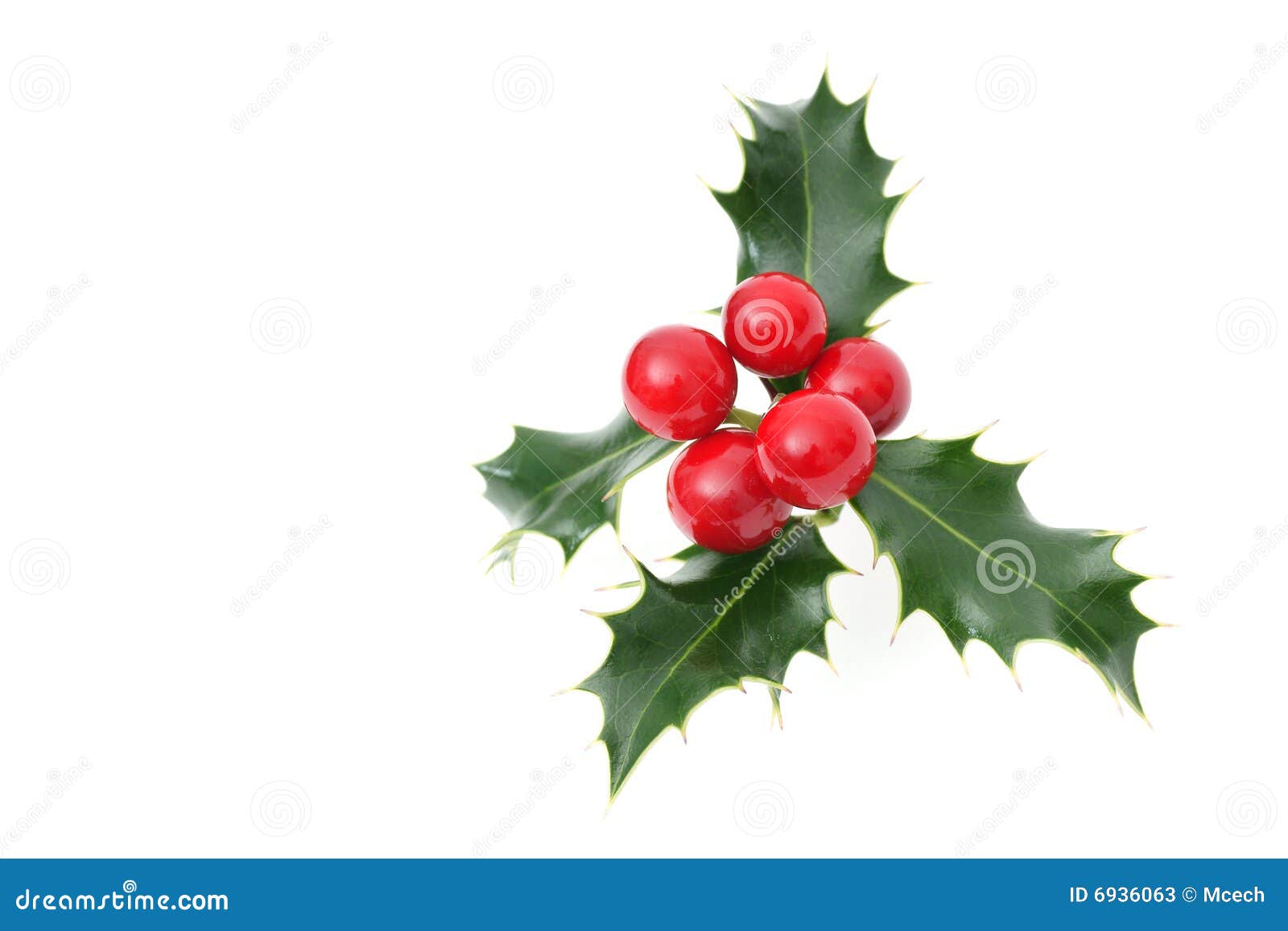 Sprig of European holly stock image. Image of holiday - 6936063