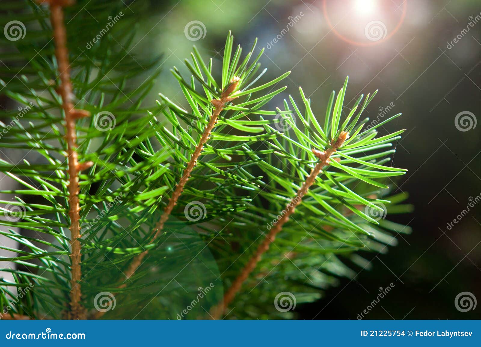 A sprig of fir-tree stock photo. Image of close, abstract - 21225754