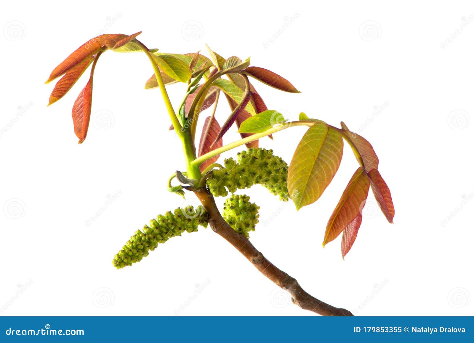 Sprig Flowering Walnut Tree Isolated on White Background Stock Image ...