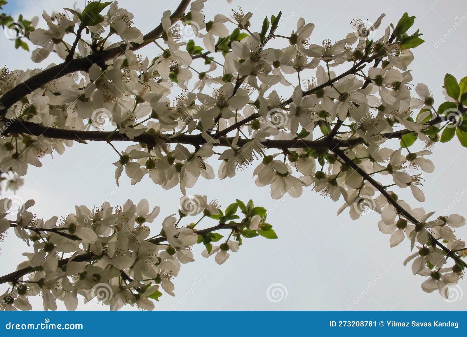 Sprig Flowers on Tree Branches Stock Image - Image of green, flora ...