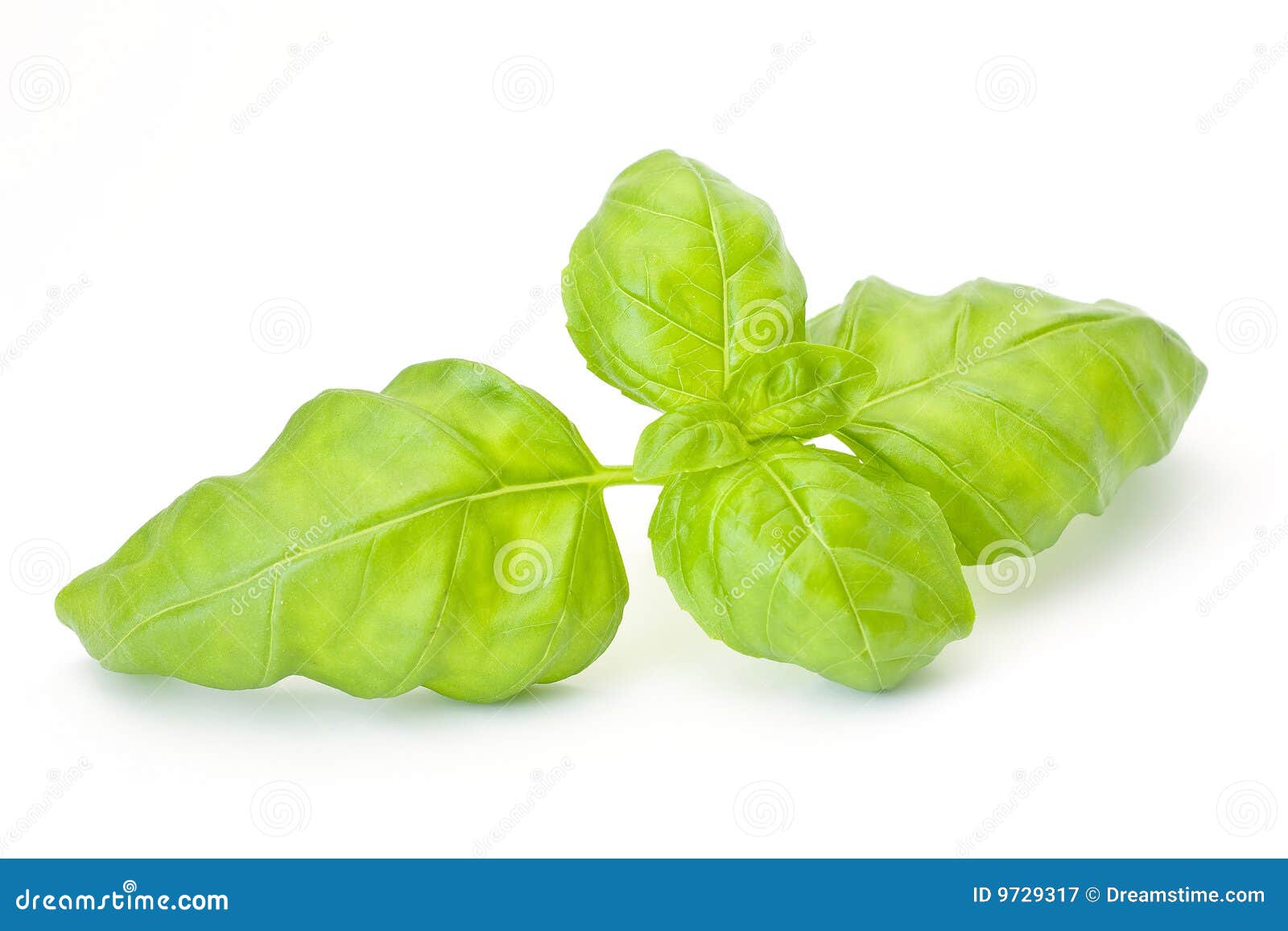 Sprig of fresh basil stock image. Image of lunch, natural - 9729317