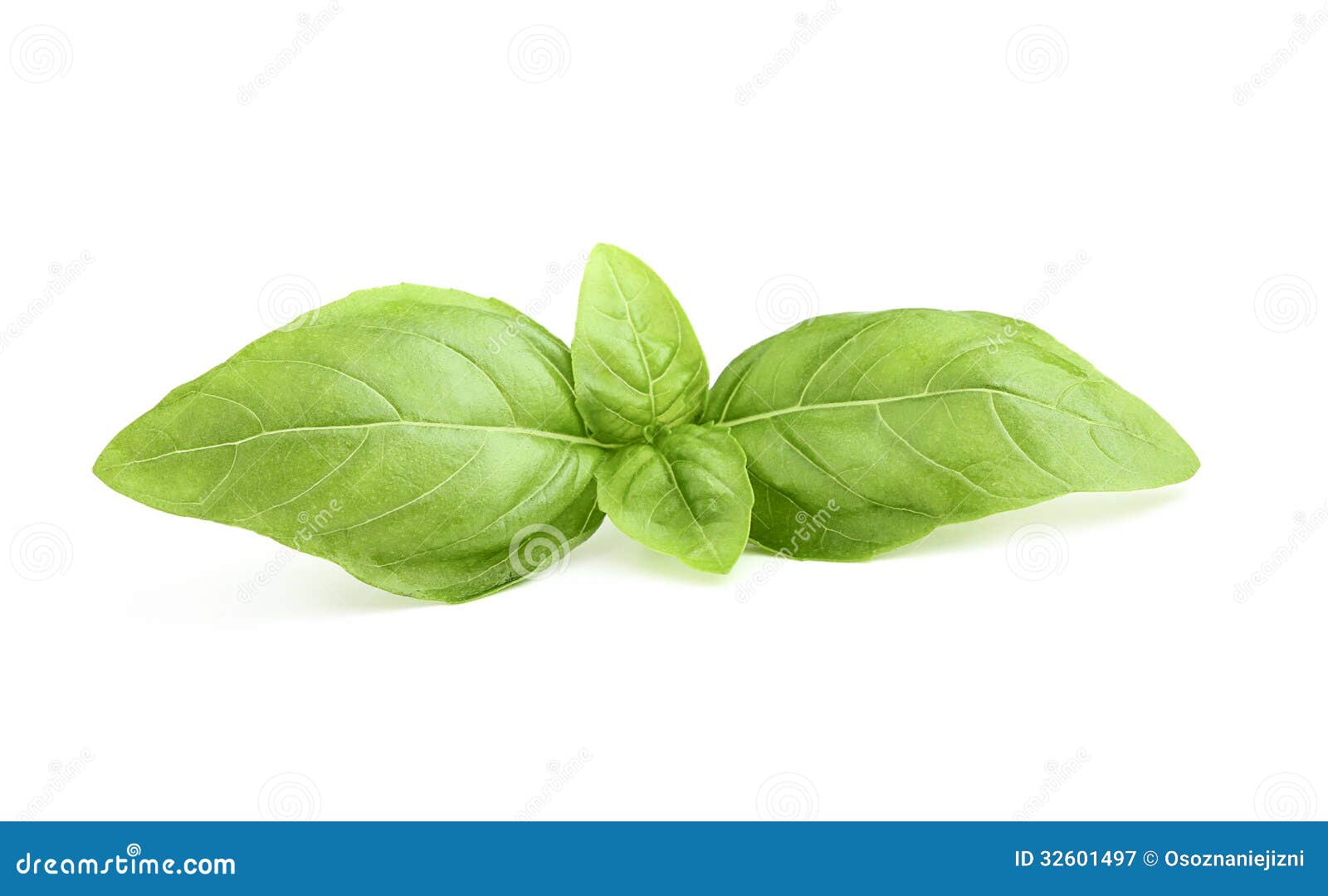 A sprig of fresh basil. stock image. Image of freshness - 32601497