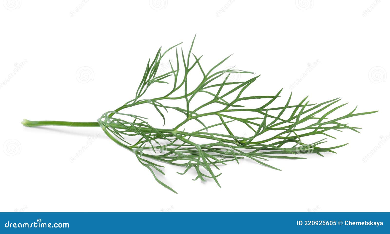 Sprig of Fresh Dill Isolated on White Stock Image - Image of harvest ...