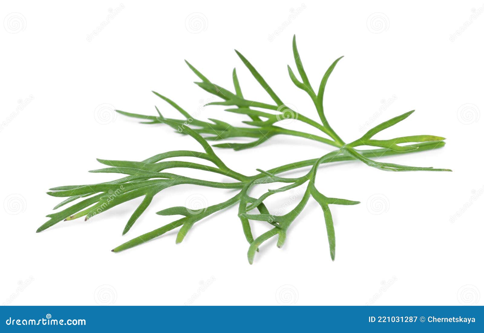 Sprig of Fresh Dill Isolated on White Stock Image - Image of dill ...