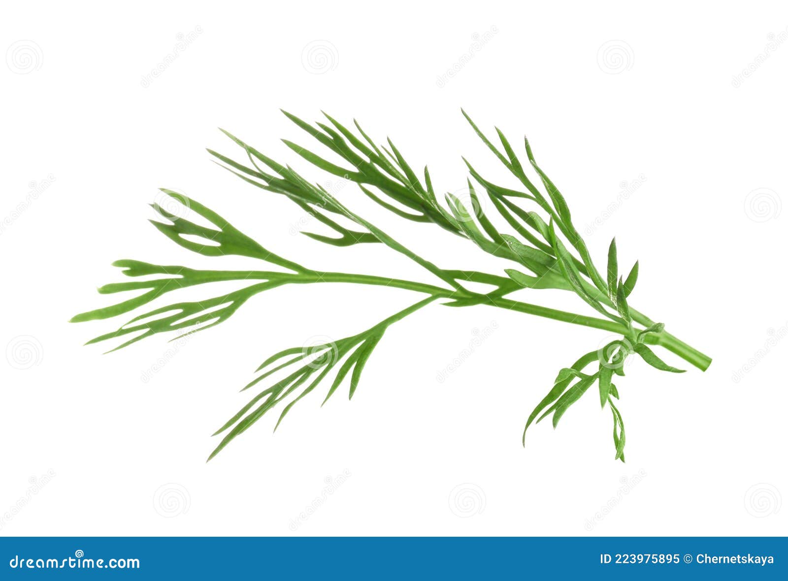 Sprig of Fresh Dill on White Stock Image - Image of recipe, diet: 223975895