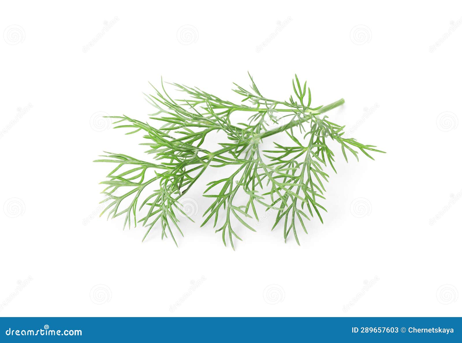 Sprig of Fresh Dill Isolated on White Stock Image - Image of green ...