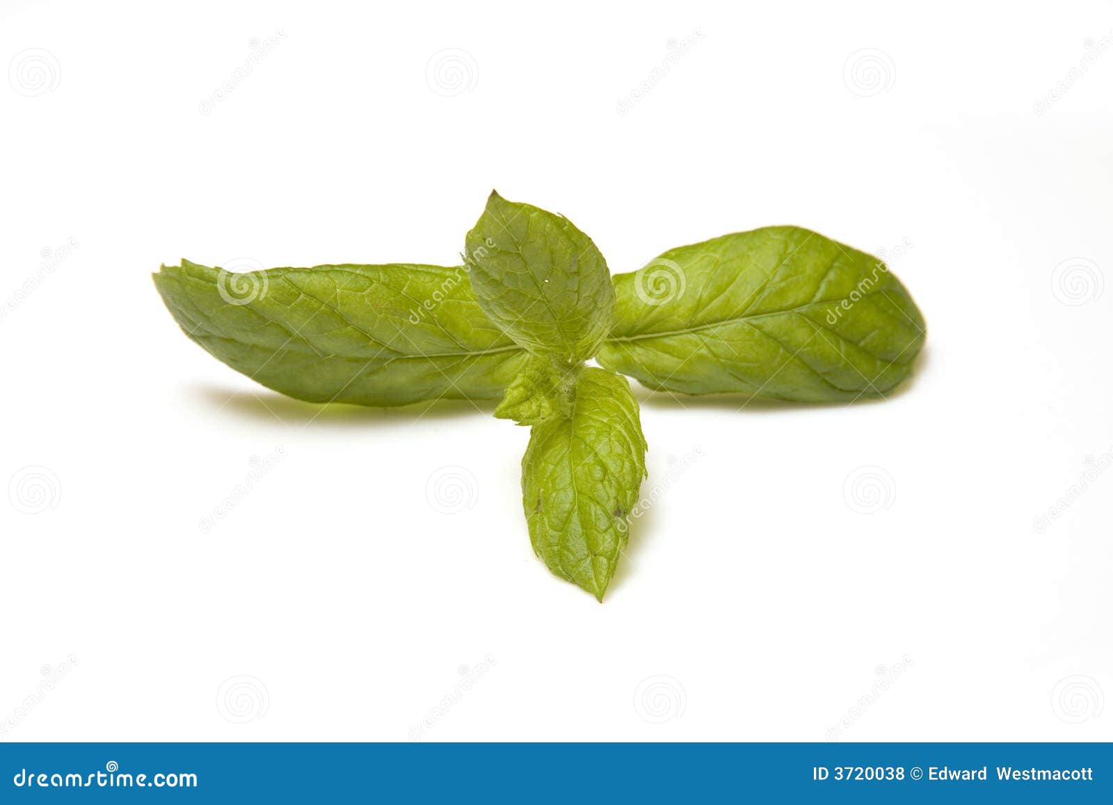 Sprig of fresh green mint stock photo. Image of closeup - 3720038