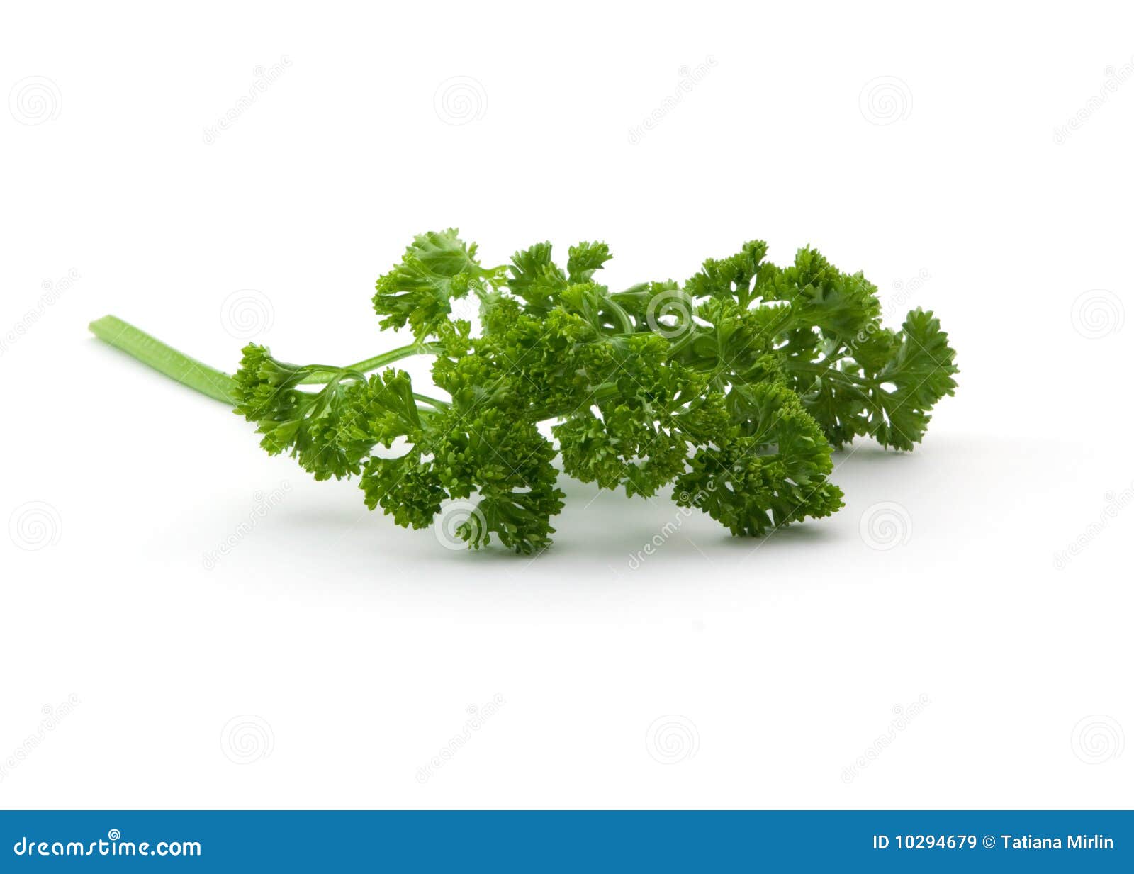Sprig of fresh parsley stock image. Image of isolated - 10294679
