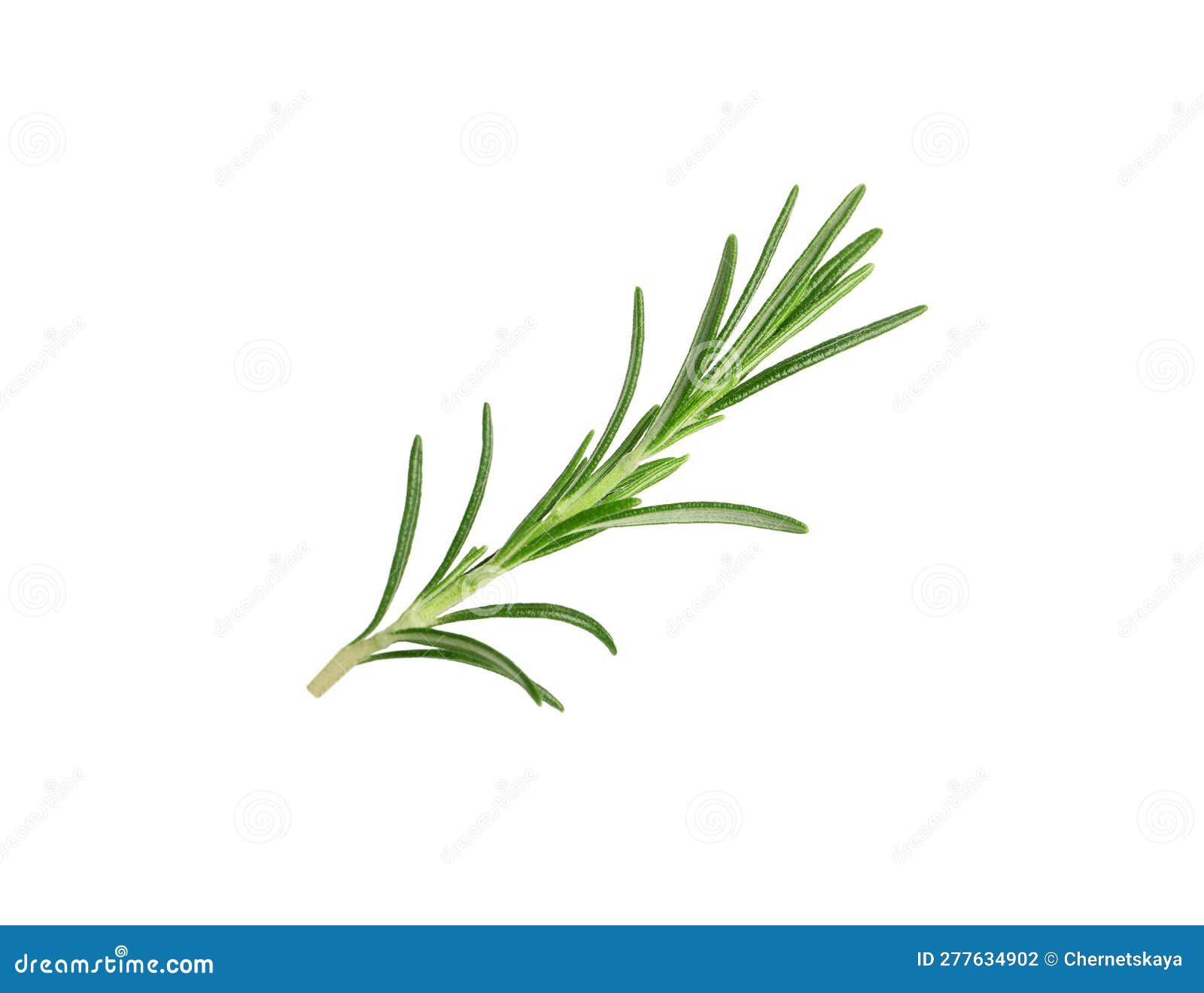 Sprig of Fresh Rosemary Isolated on White Stock Photo - Image of ...