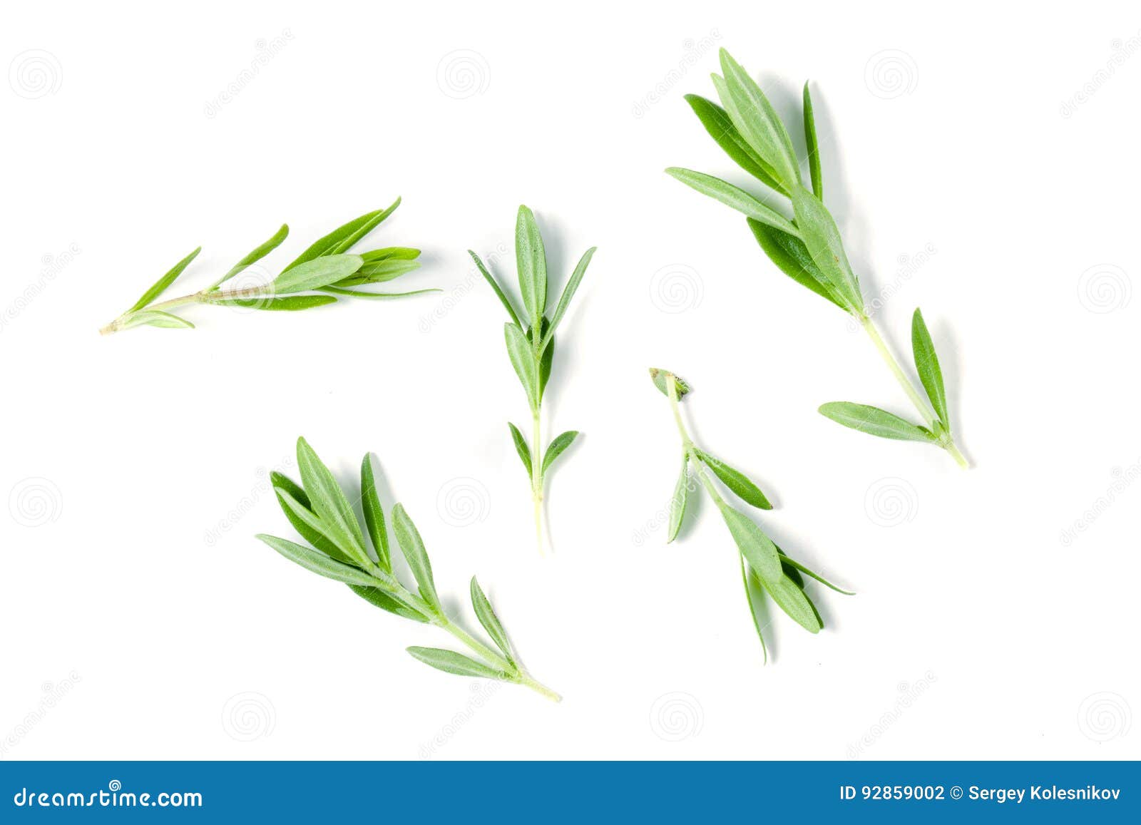 Sprig of Fresh Thyme Isolated on a White Background Stock Photo - Image ...