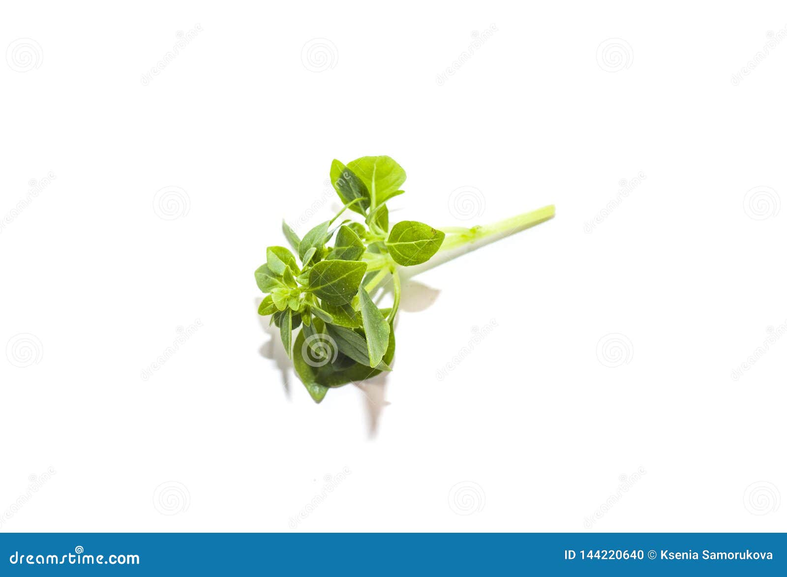 Sprig of Basil on White Background Stock Photo - Image of health ...
