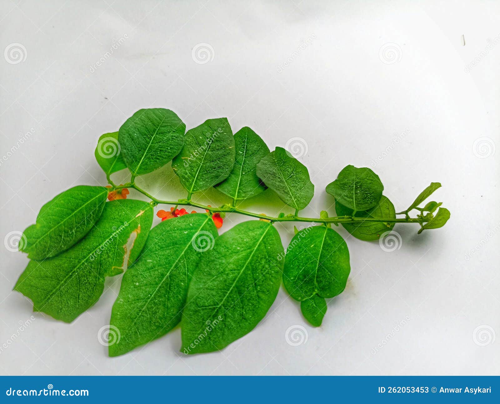 A Sprig of Green Leaf in Isolated White Stock Image - Image of isolated ...