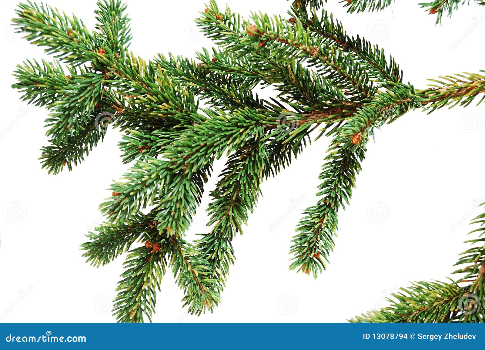 Sprig green spruce stock photo. Image of christmas, lush - 13078794
