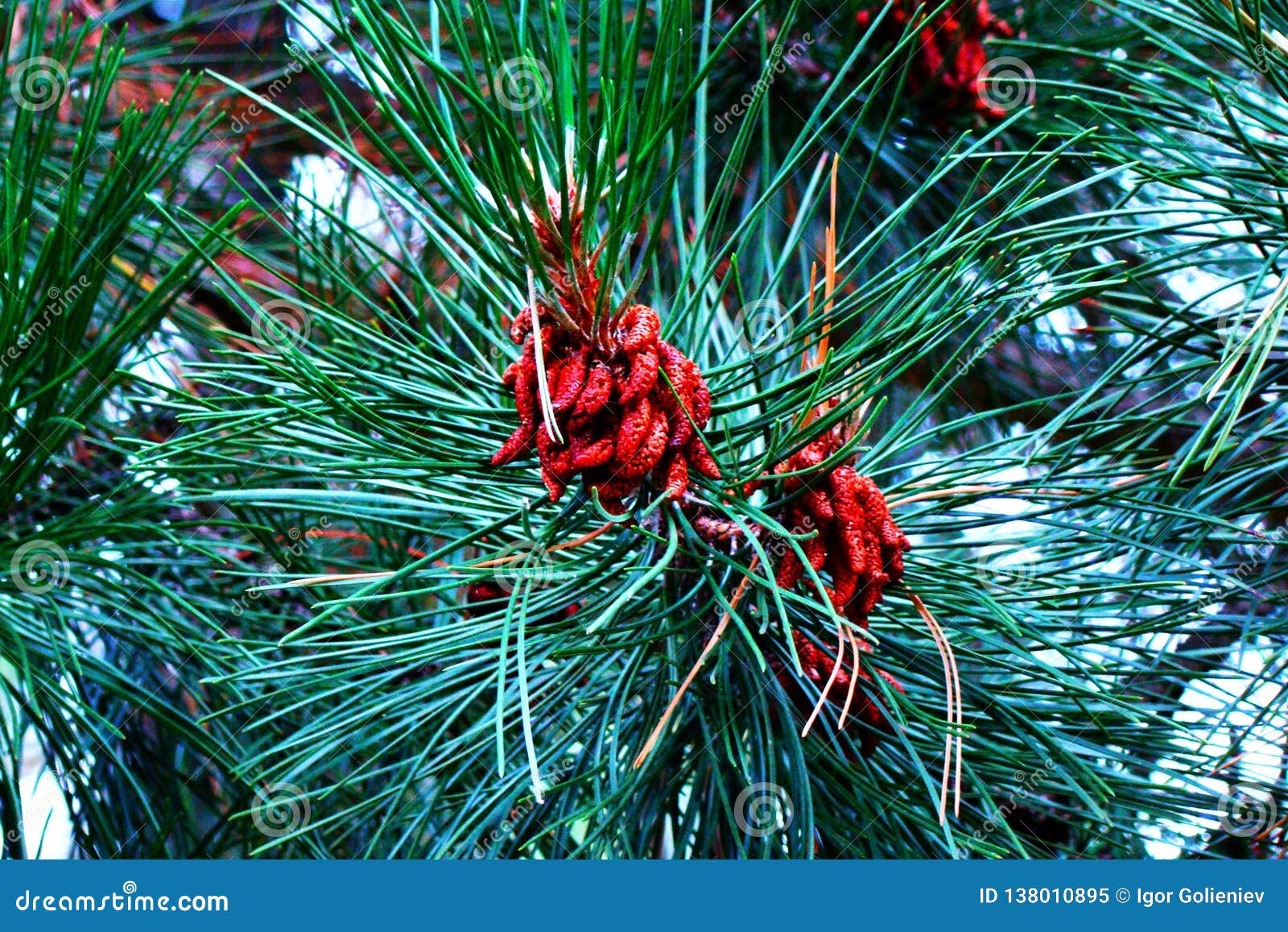 A Sprig of Green Spruce with Cones Stock Image - Image of closeup ...
