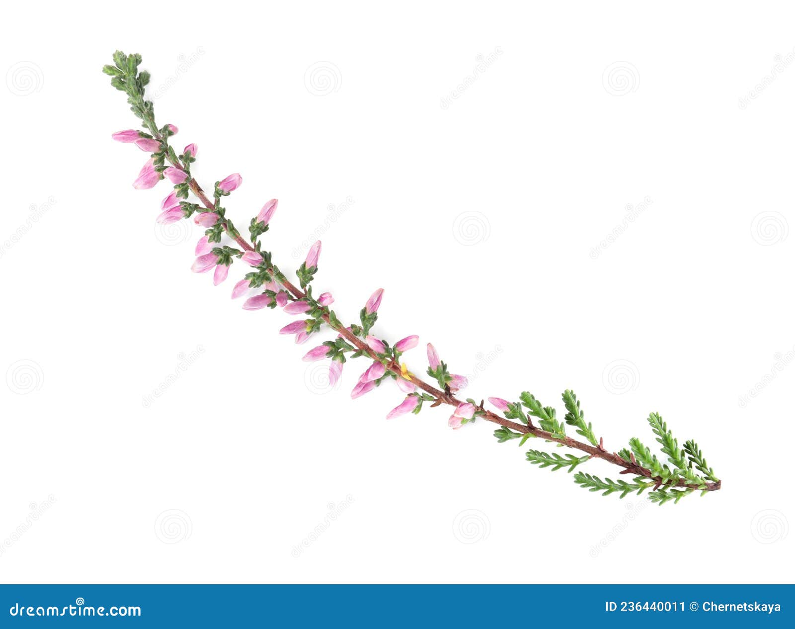 Sprig of Heather with Beautiful Flowers Isolated on White Stock Image ...