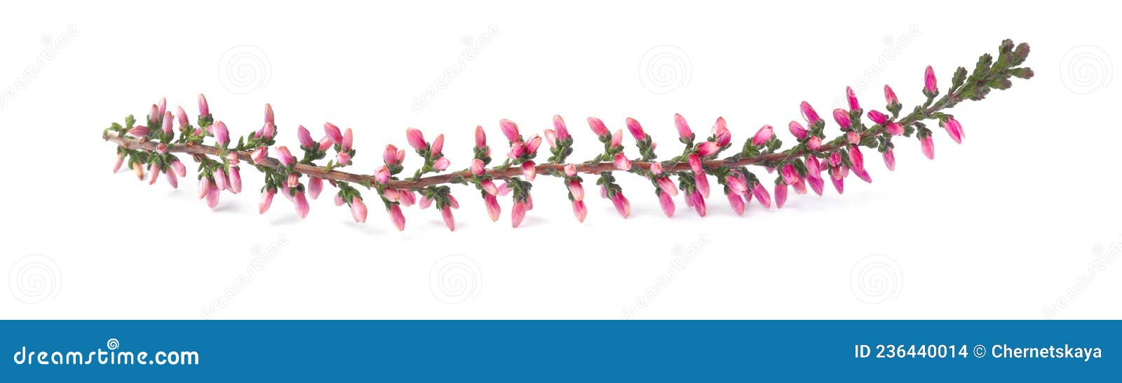 Sprig of Heather with Beautiful Flowers Isolated on White Stock Photo ...