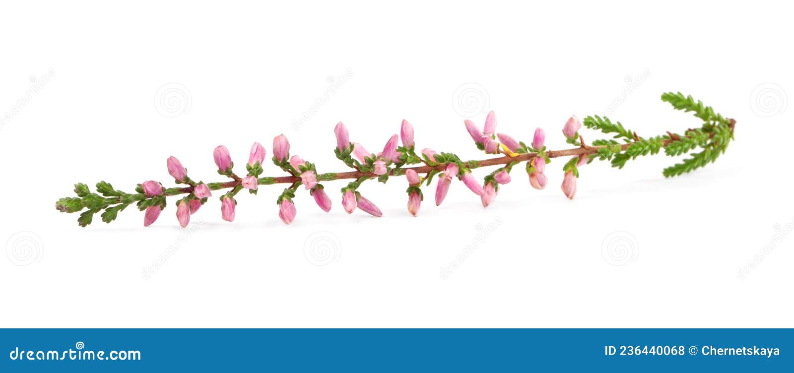 Sprig of Heather with Beautiful Flowers Isolated on White Stock Photo ...