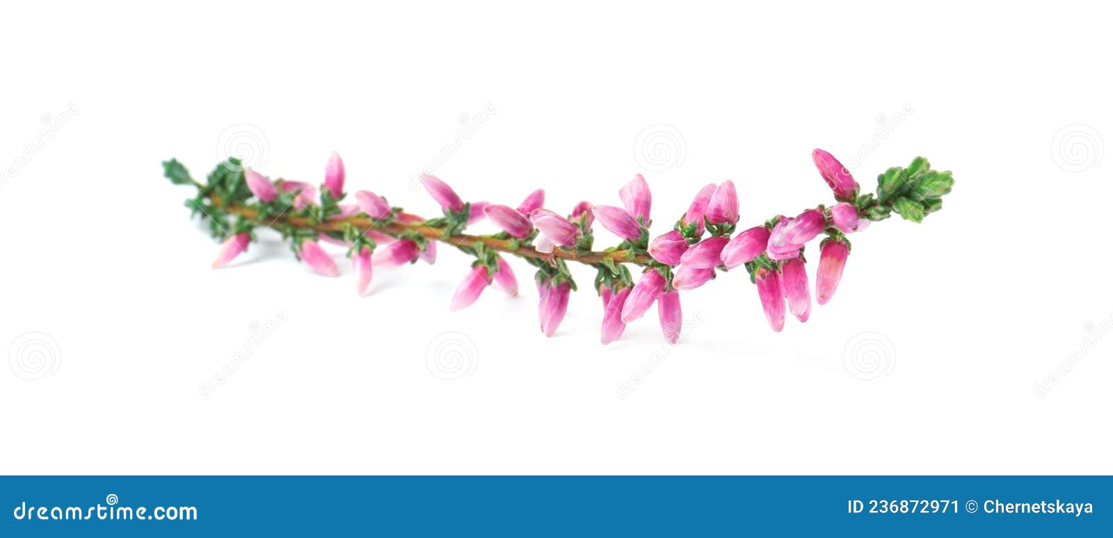 Sprig of Heather with Beautiful Flowers Isolated on White Stock Image ...