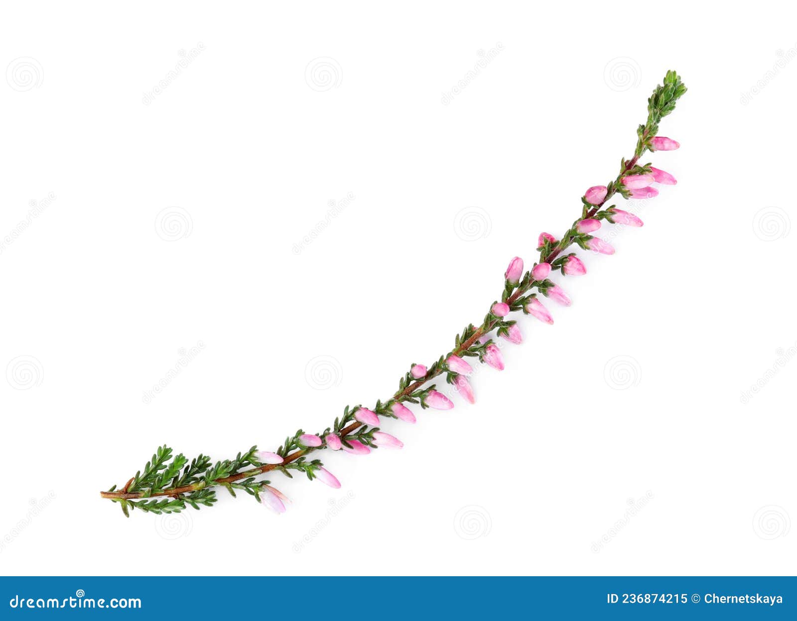 Sprig of Heather with Beautiful Flowers Isolated on White Stock Image ...
