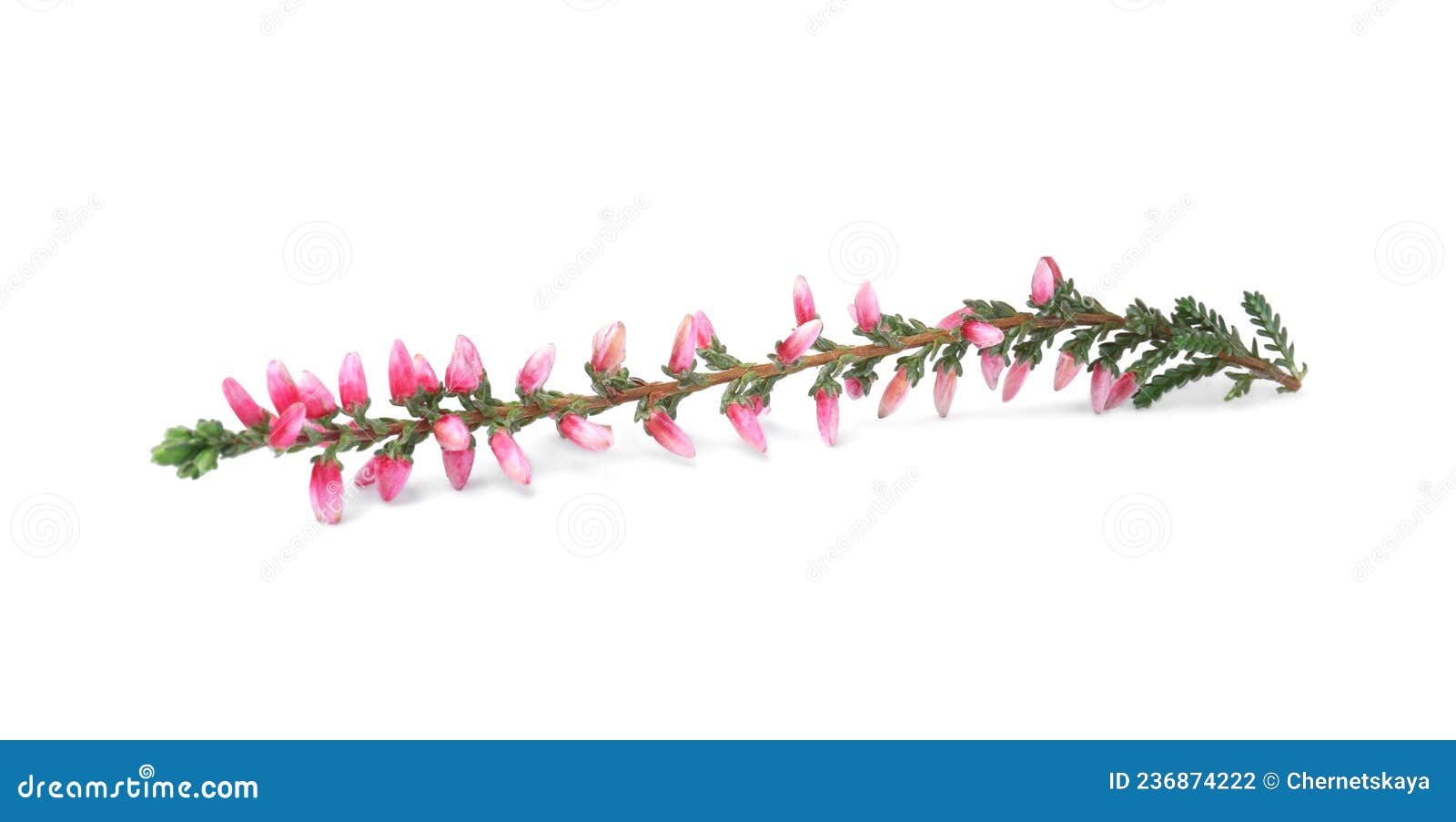 Sprig of Heather with Beautiful Flowers Isolated on White Stock Photo ...