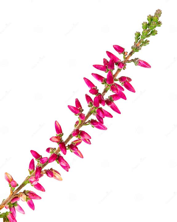 Sprig of Heather on White Background Stock Photo - Image of closeup ...