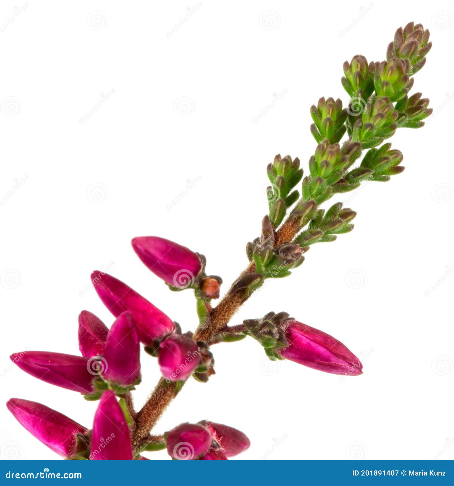 Sprig of heather on white stock image. Image of flora - 201891407