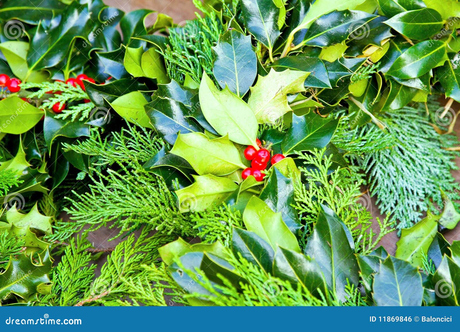 Sprig of holly stock photo. Image of leaves, natural - 11869846