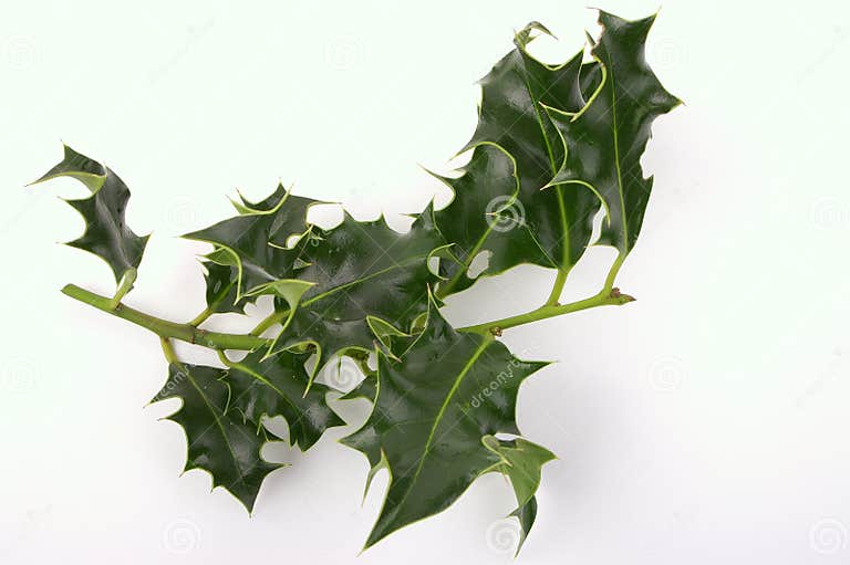 Sprig of holly stock image. Image of branch, decorative - 1316777