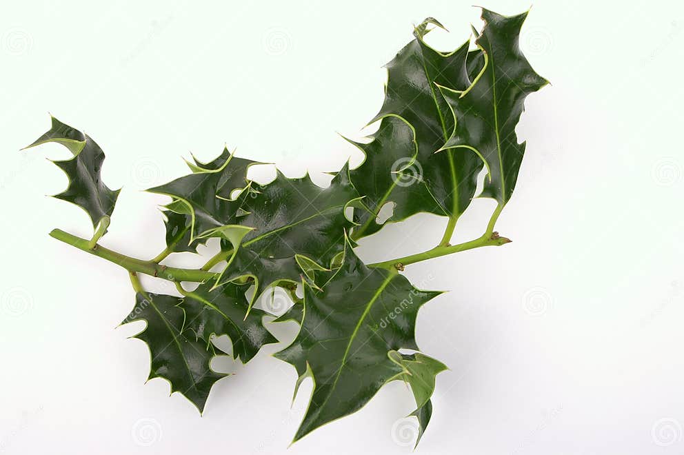 Sprig of holly stock image. Image of branch, decorative - 1316777