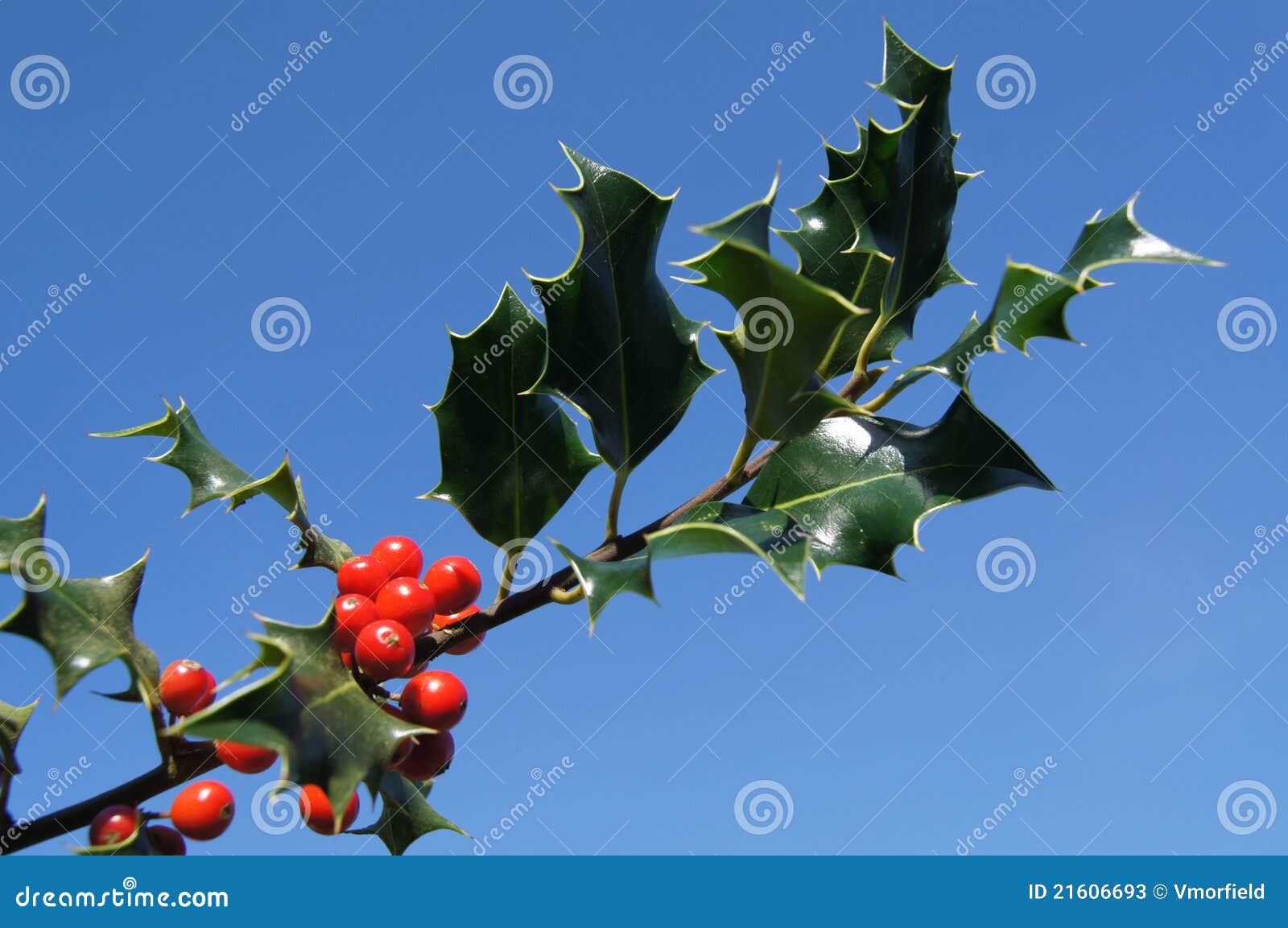 Sprig of Holly stock image. Image of berries, green, holidays - 21606693