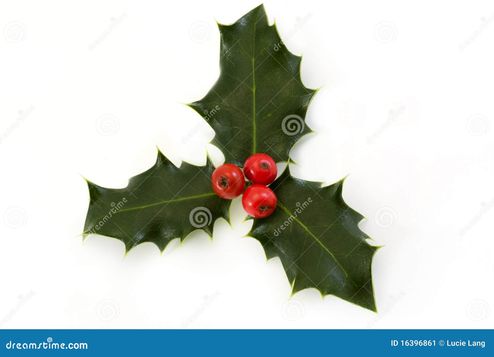Sprig of Holly with Berries Over White Stock Image - Image of ...