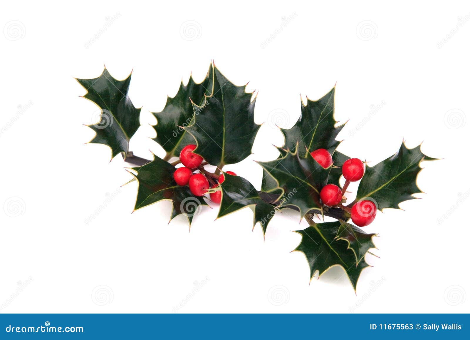 Sprig of Holly with Red Berries Stock Image - Image of berries, pretty ...
